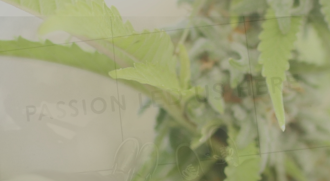 Cannabis Advertising Opportunities - Cannabiz Digital Magazine